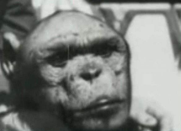 Genetically Engineering a Humanzee Hybrid | Paranorms