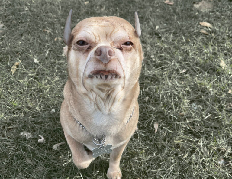 Demonic Dog for Adoption, Close to Raising $666 Donation | Paranorms